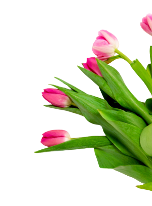 Gaia Flowers and Plants